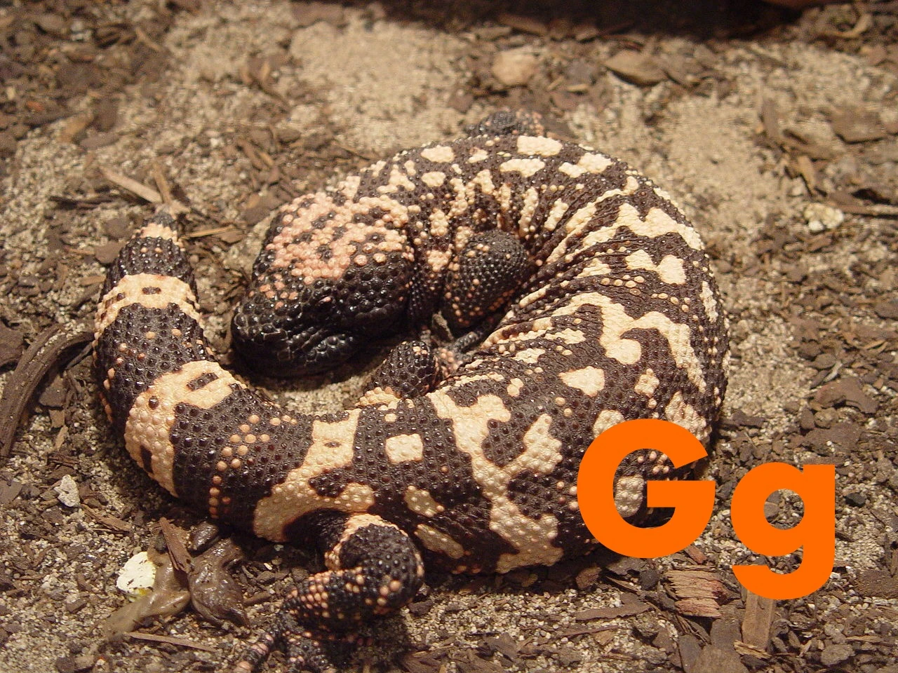 Animal Alphabet 280 (ThomasCarr0806 Version) | Alphabet Wiki | Fandom