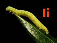 Animal Alphabet 1 (ThomasCarr0806 Version) | Alphabet Wiki | Fandom