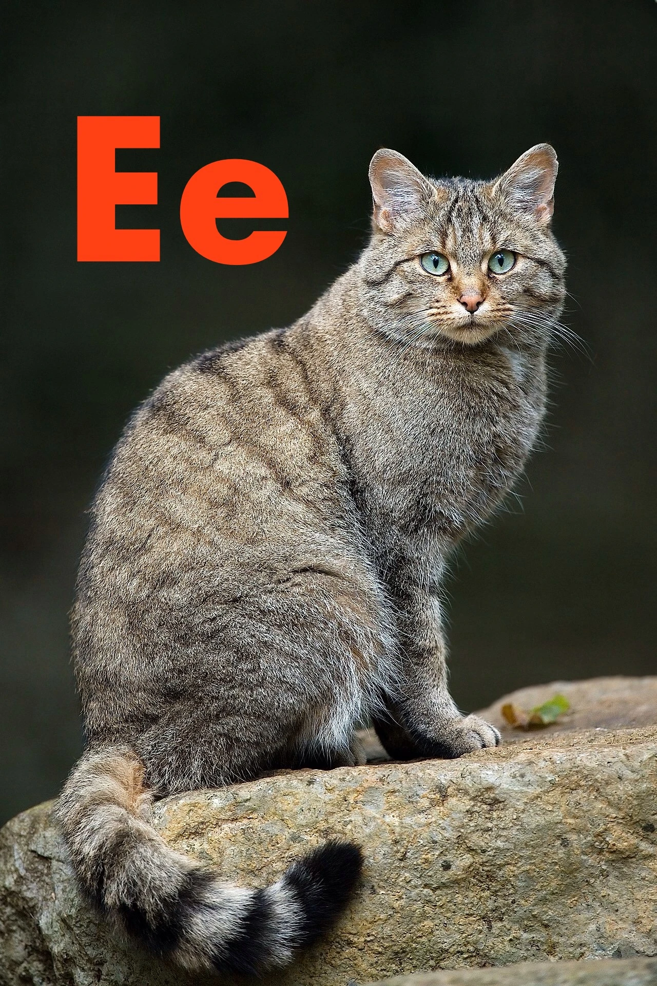 Animal Alphabet 80 (ThomasCarr0806 Version) | Alphabet Wiki | Fandom