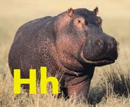 The Kids ABC's at the Zoo | Alphabet Wiki | Fandom