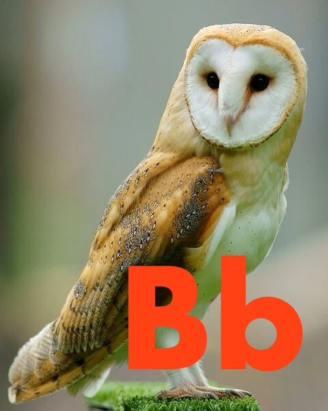 Worldwide Alphabetimals | Alphabet Wiki | Fandom