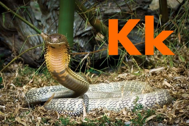 Asian Animal Alphabet (ThomasCarr0806 Version) | Alphabet Wiki | Fandom