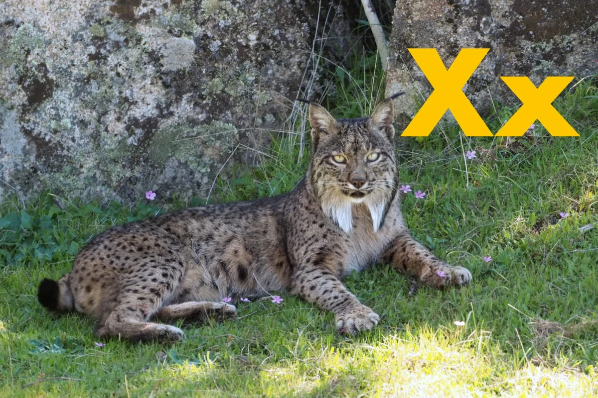 Animal Alphabet 111 (ThomasCarr0806 Version) | Alphabet Wiki | Fandom