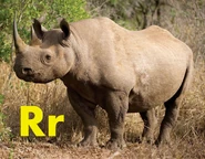 Starfall Animal Alphabet Song | Alphabet Wiki | Fandom