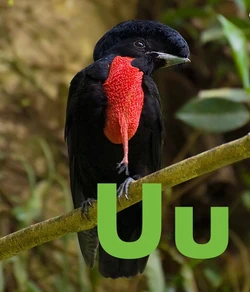 Animals That Start With U