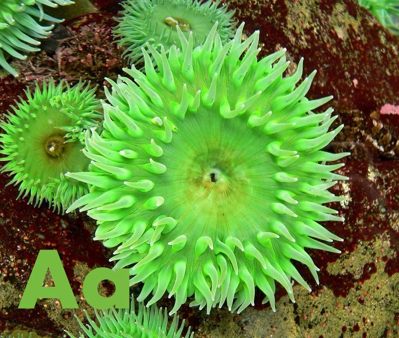 Ocean Animals A-Z | Alphabet Wiki | Fandom