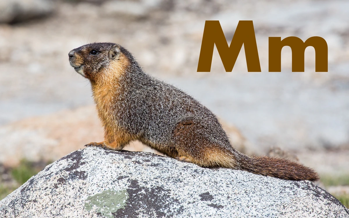 Animal Alphabet 293 (ThomasCarr0806 Version) | Alphabet Wiki | Fandom