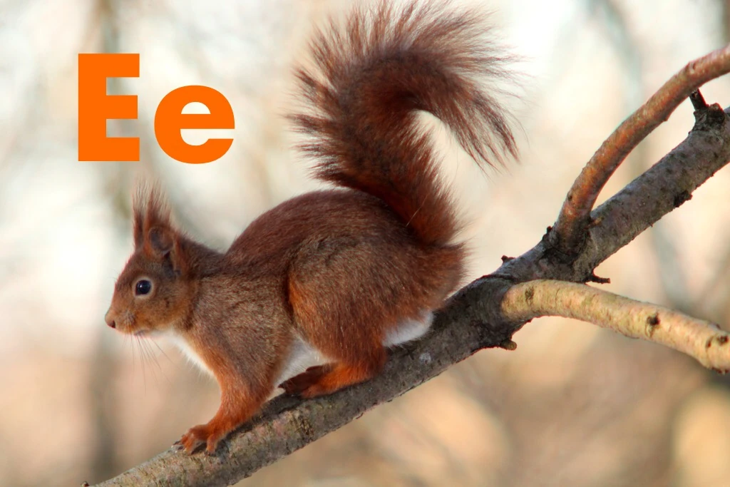 Animals That Start With E | Alphabet Wiki | Fandom