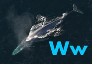 Starfall Animal Alphabet Song | Alphabet Wiki | Fandom