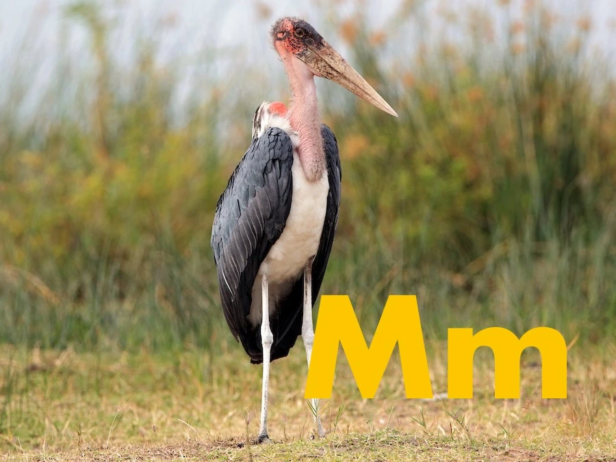 Aviary Animal Alphabet | Alphabet Wiki | Fandom