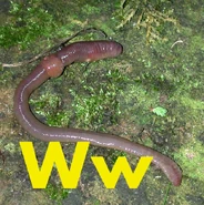 Alphabetimals 1 | Alphabet Wiki | Fandom