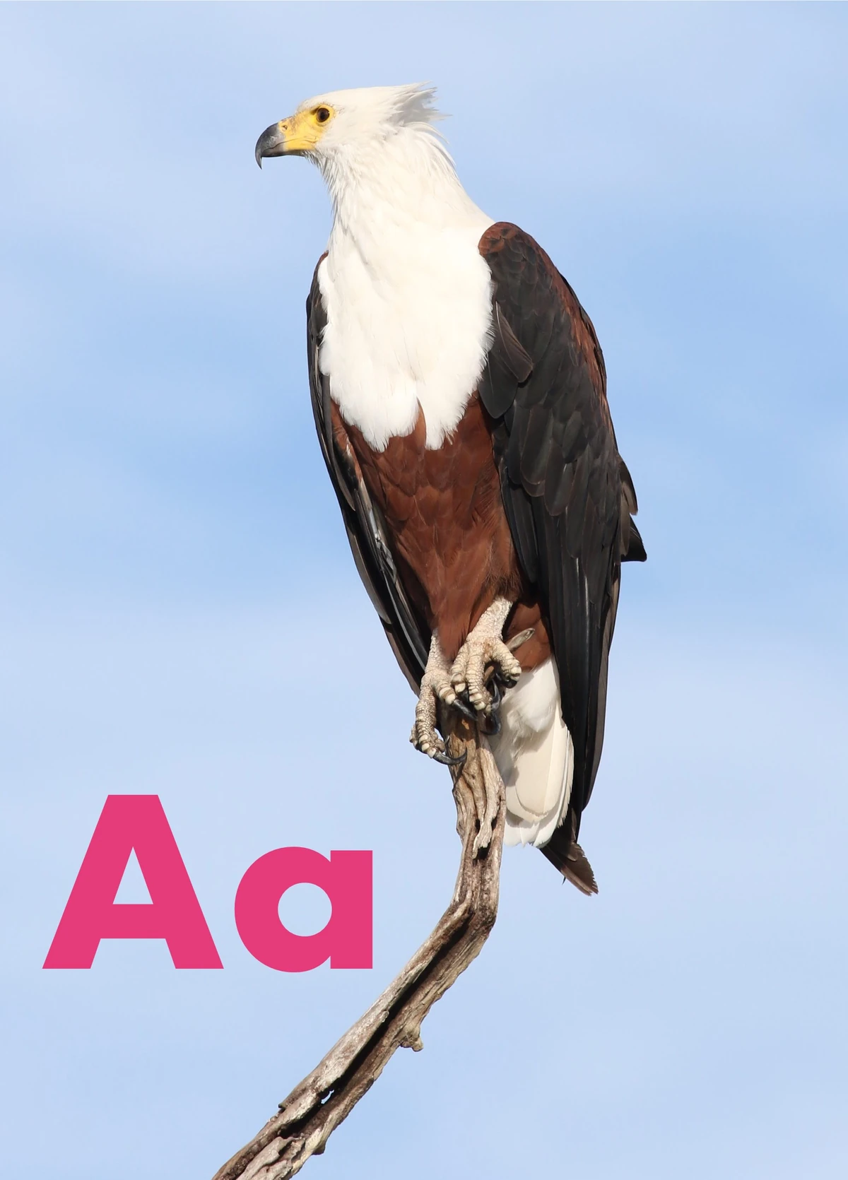 Korrina's Animal Alphabet | Alphabet Wiki | Fandom