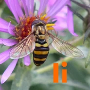 Starfall Animal Alphabet | Alphabet Wiki | Fandom