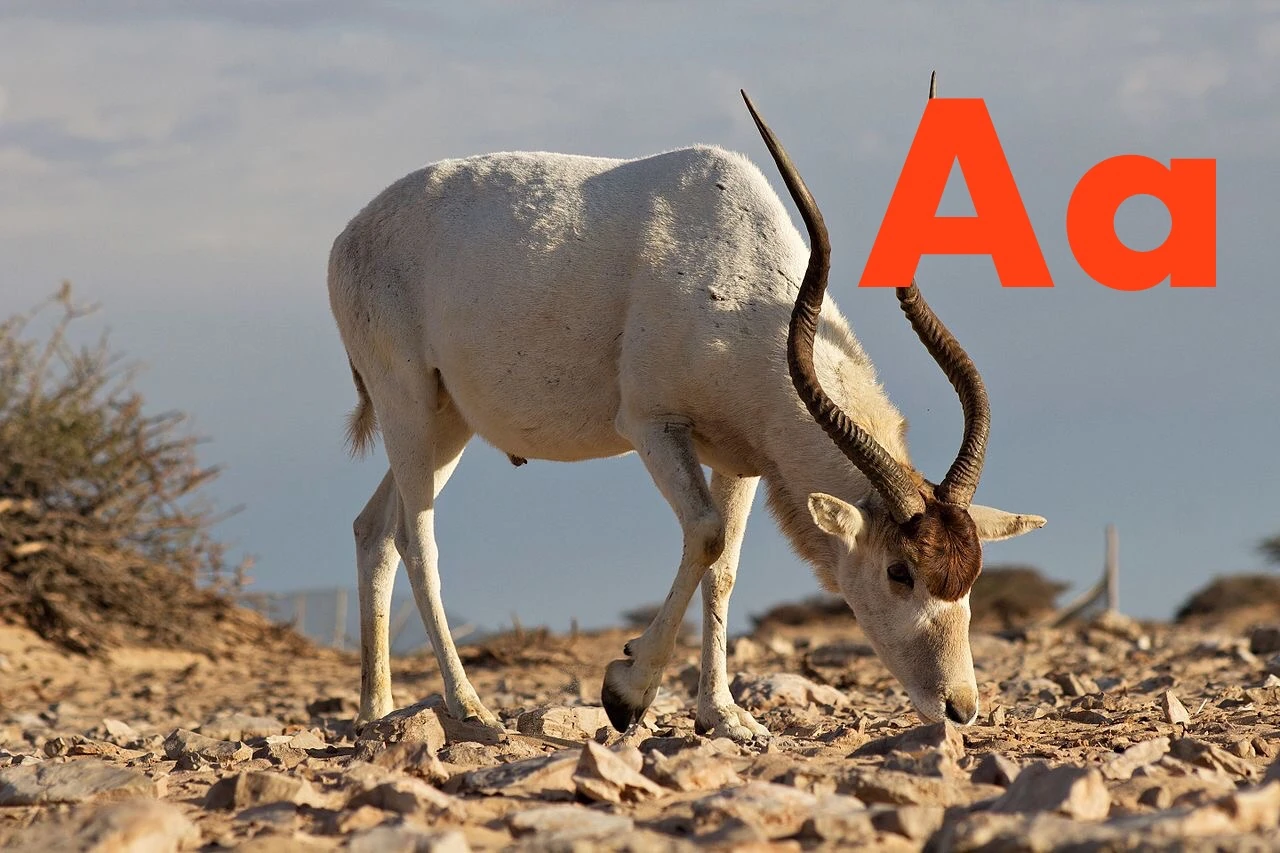 African Alphabetimals | Alphabet Wiki | Fandom