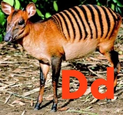 African Animals In Alphabetical Order