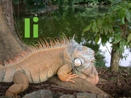 ABC Animals | Alphabet Wiki | Fandom