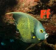 Geoffrey's Animal Alphabet | Alphabet Wiki | Fandom