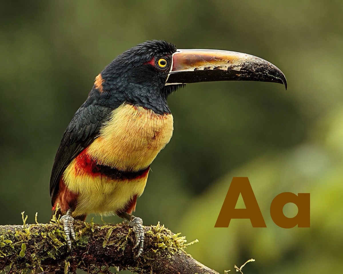 Alphabetimals 16 | Alphabet Wiki | Fandom