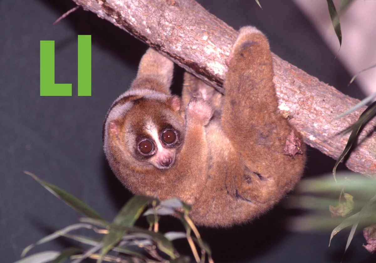 Animal Alphabet 267 (ThomasCarr0806 Version) | Alphabet Wiki | Fandom