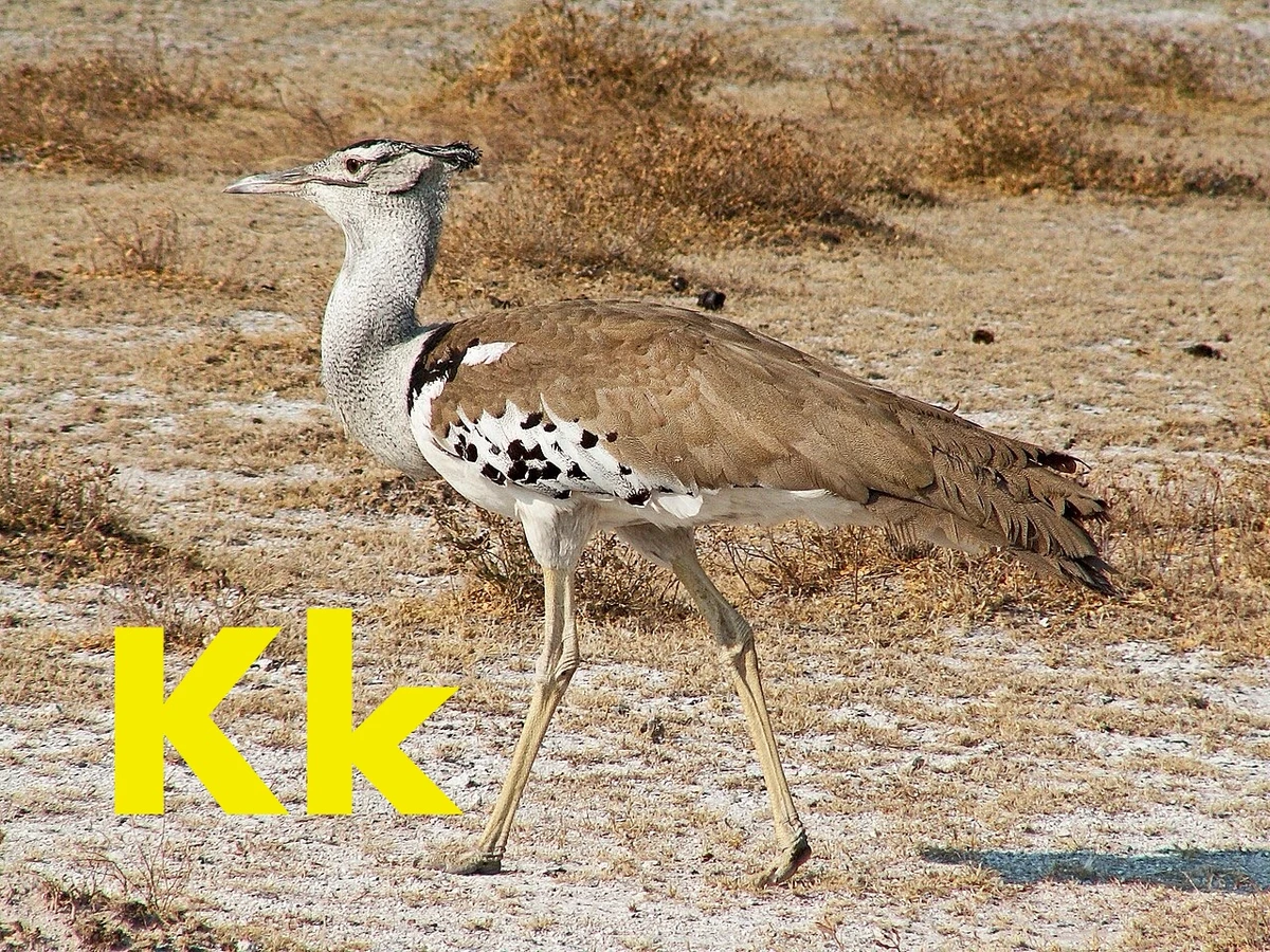 Animal Alphabet 121 (ThomasCarr0806 Version) | Alphabet Wiki | Fandom