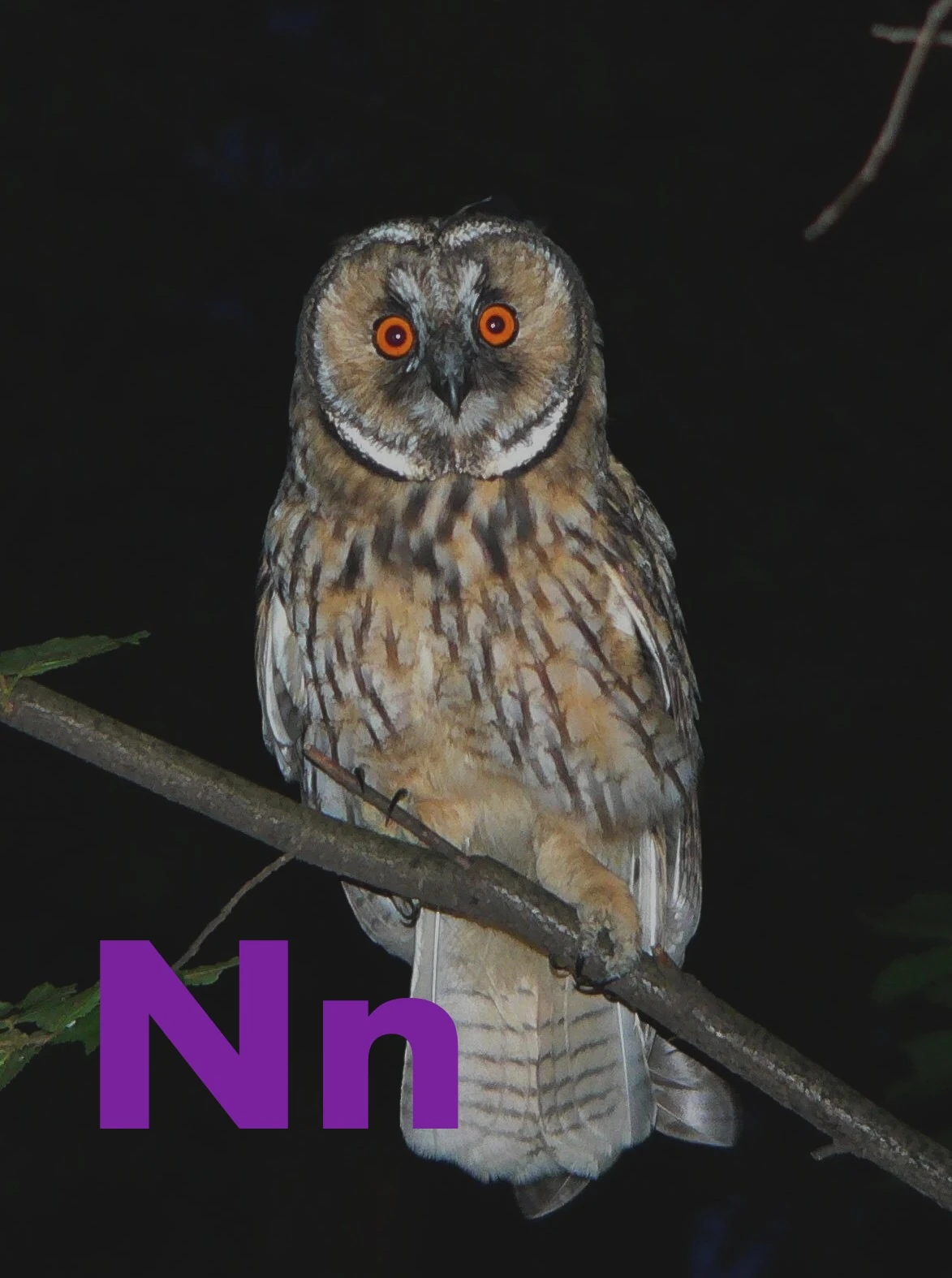 Alphabet Band | Alphabet Wiki | Fandom