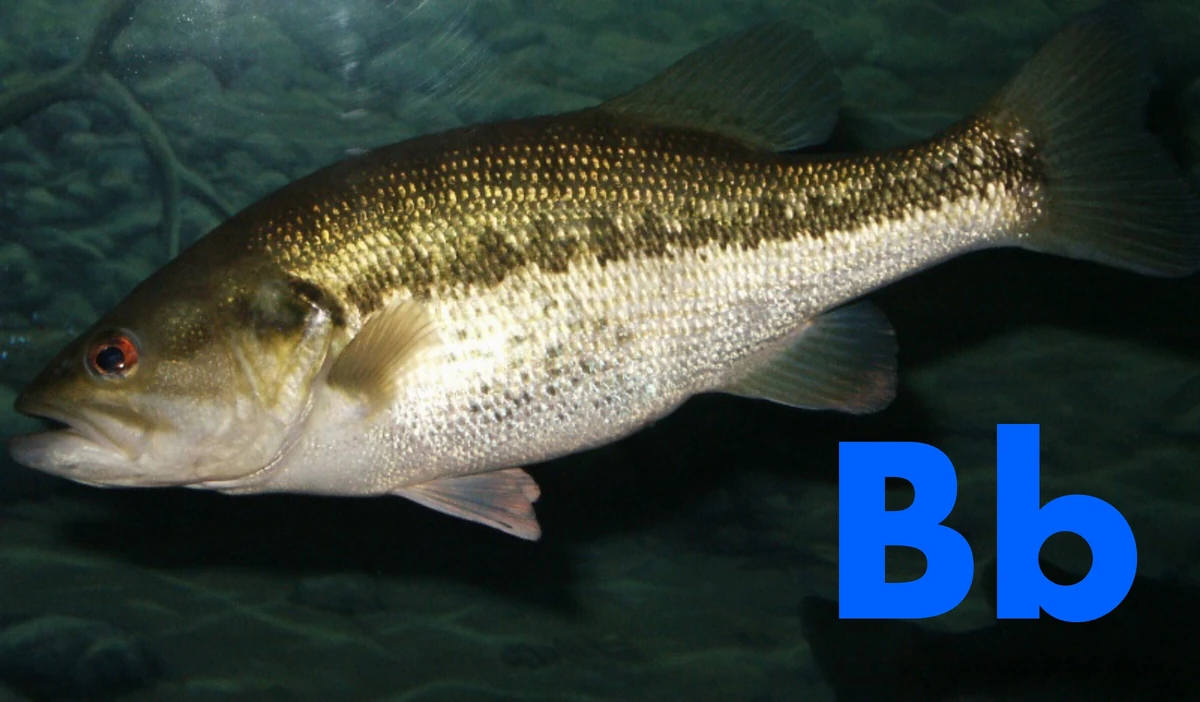 Animal Alphabet 151 (ThomasCarr0806 Version) | Alphabet Wiki | Fandom