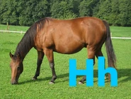 Starfall Animal Alphabet Song | Alphabet Wiki | Fandom