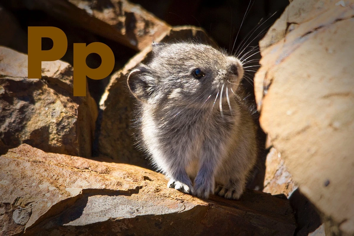 Animal Alphabet 151 (EmmettLovesAnimals Version) | Alphabet Wiki | Fandom