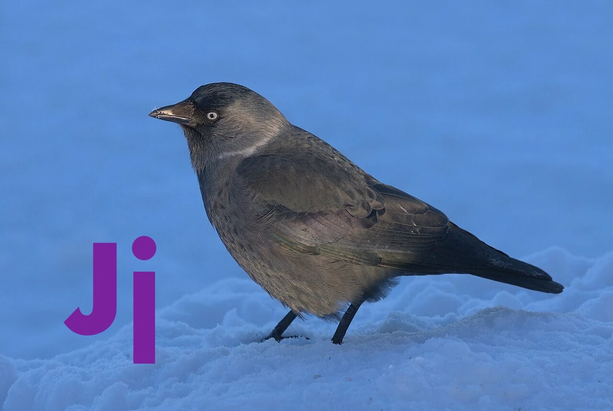 Animal Alphabet 79 (ThomasCarr0806 Version) | Alphabet Wiki | Fandom