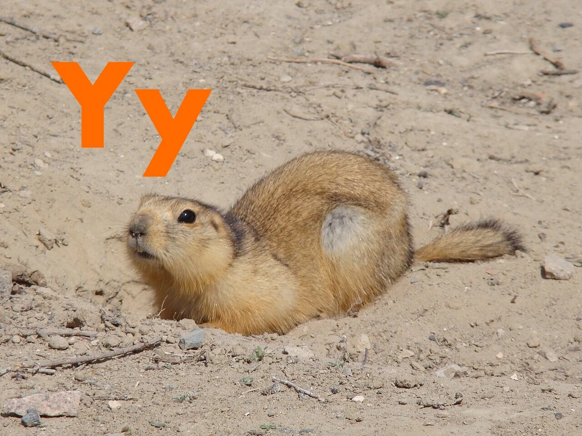 Animals That Start With Y | Alphabet Wiki | Fandom