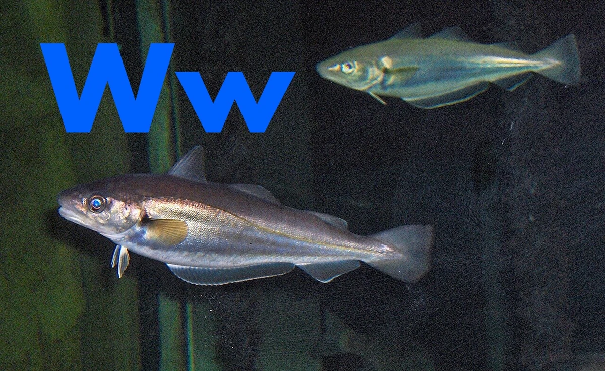 Animal Alphabet 22 (ThomasCarr0806 Version) | Alphabet Wiki | Fandom