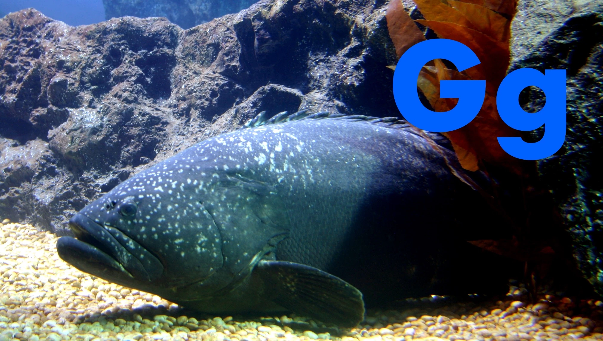 Marine Animal Alphabet | Alphabet Wiki | Fandom