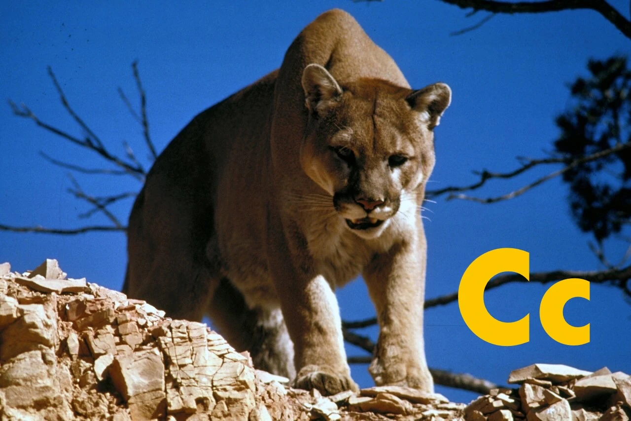 Animal Alphabet 83 (EmmettLovesAnimals Version) | Alphabet Wiki | Fandom