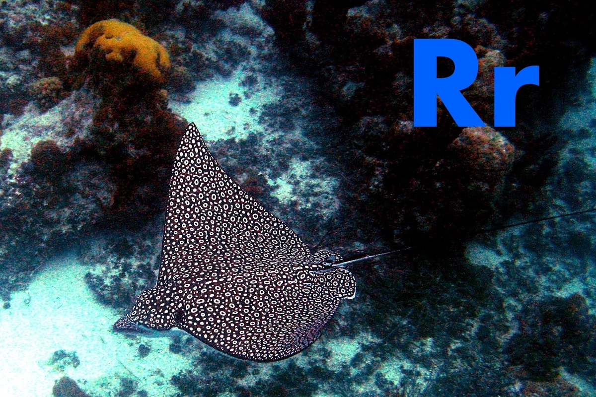 Animal Alphabet 22 (EmmettLovesAnimals Version) | Alphabet Wiki | Fandom