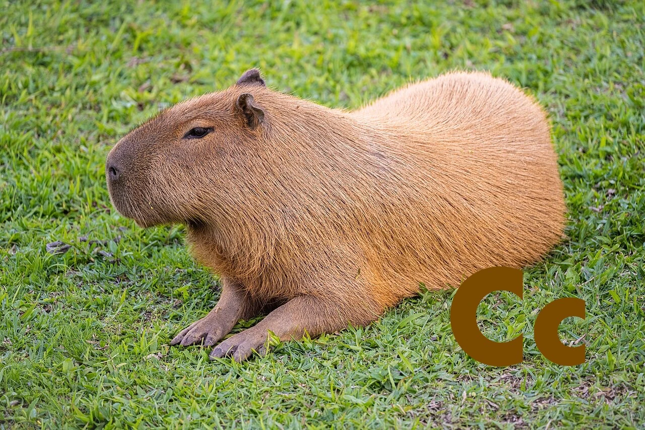 Animal Alphabet 42 (ThomasCarr0806 Version) | Alphabet Wiki | Fandom