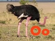 Preschool Prep Meet the Letters Animal Alphabet | Alphabet Wiki | Fandom