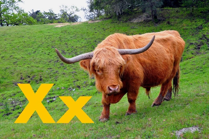 Geoffrey's Animal Alphabet | Alphabet Wiki | Fandom