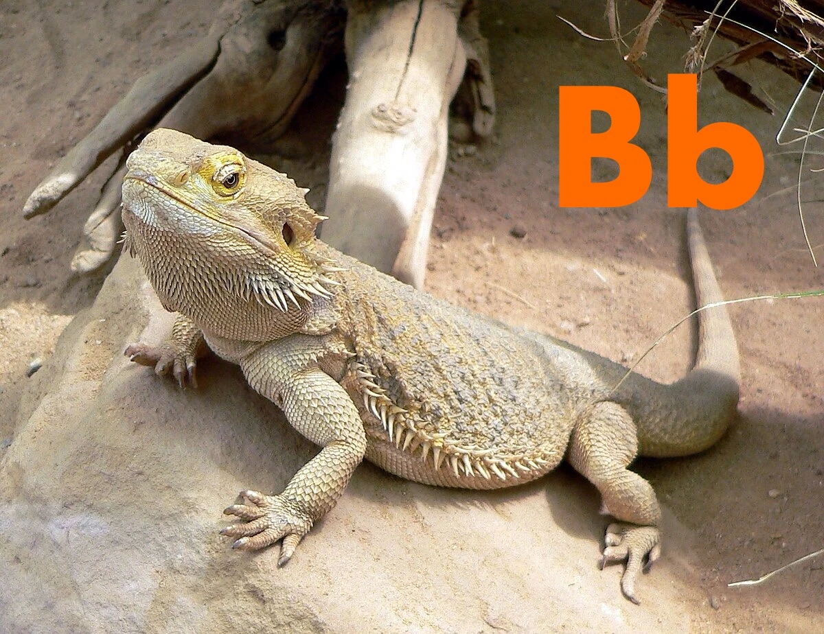 Australian Alphabetimals | Alphabet Wiki | Fandom