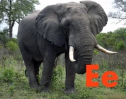 Starfall Animal Alphabet Song | Alphabet Wiki | Fandom