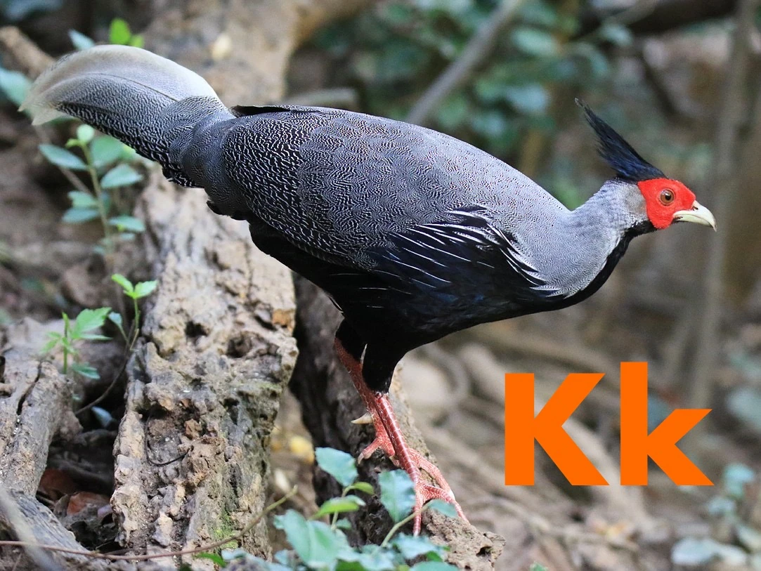 George Boggs Animal Alphabet (Animal List) | Alphabet Wiki | Fandom