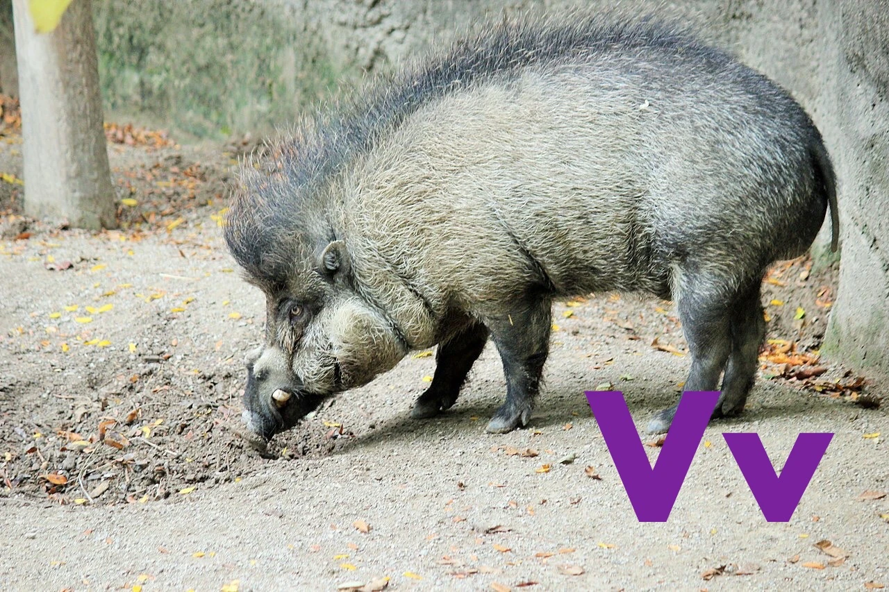 Animal Alphabet 279 (EmmettLovesAnimals Version) | Alphabet Wiki | Fandom