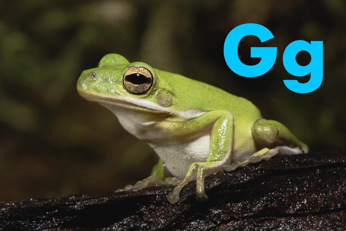 Category:Alternate Animal Alphabet | Alphabet Wiki | Fandom