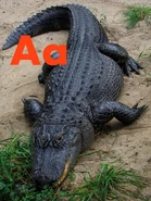 Starfall Animal Alphabet Song | Alphabet Wiki | Fandom