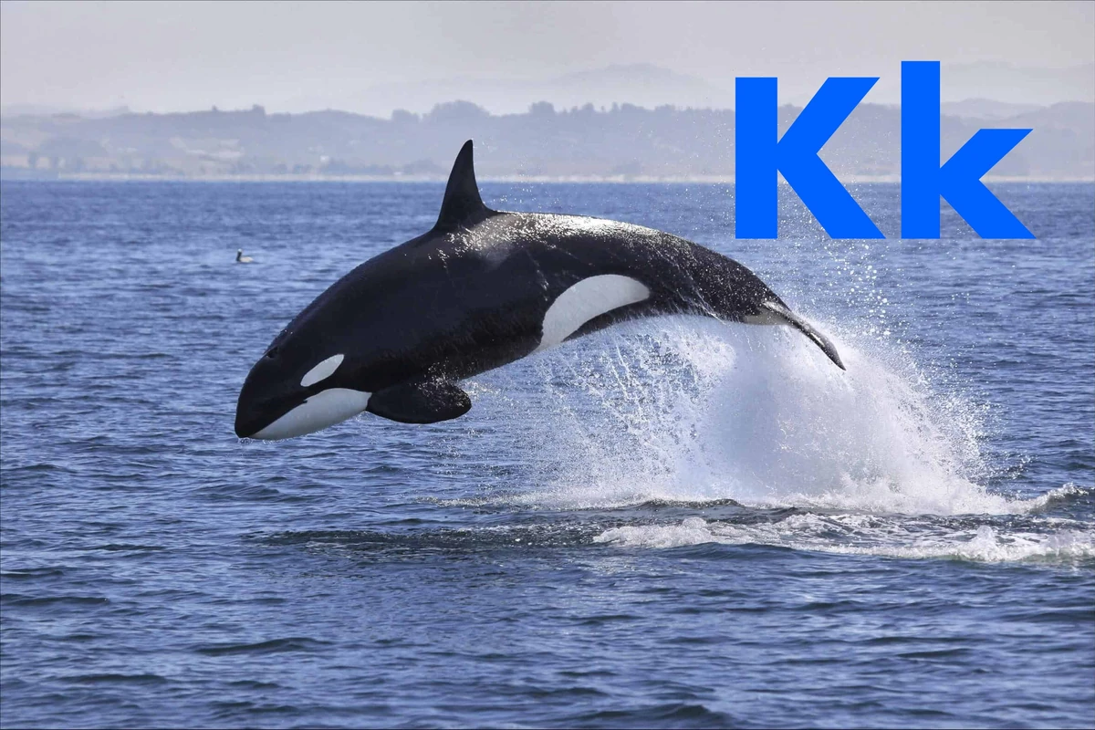 Sea Animal Alphabet | Alphabet Wiki | Fandom