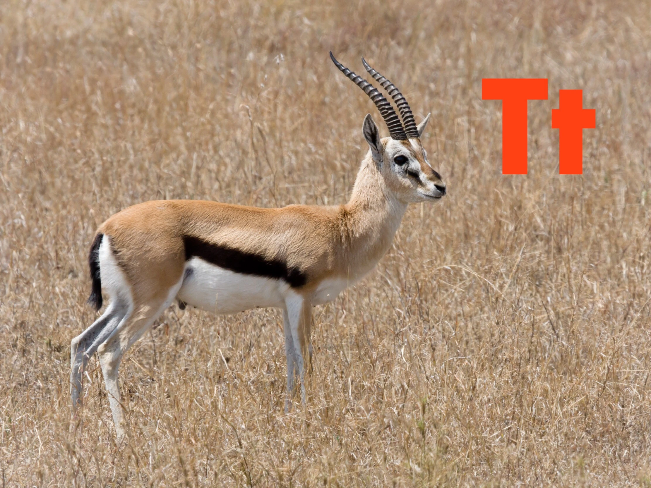 Animals That Start With Th | Alphabet Wiki | Fandom
