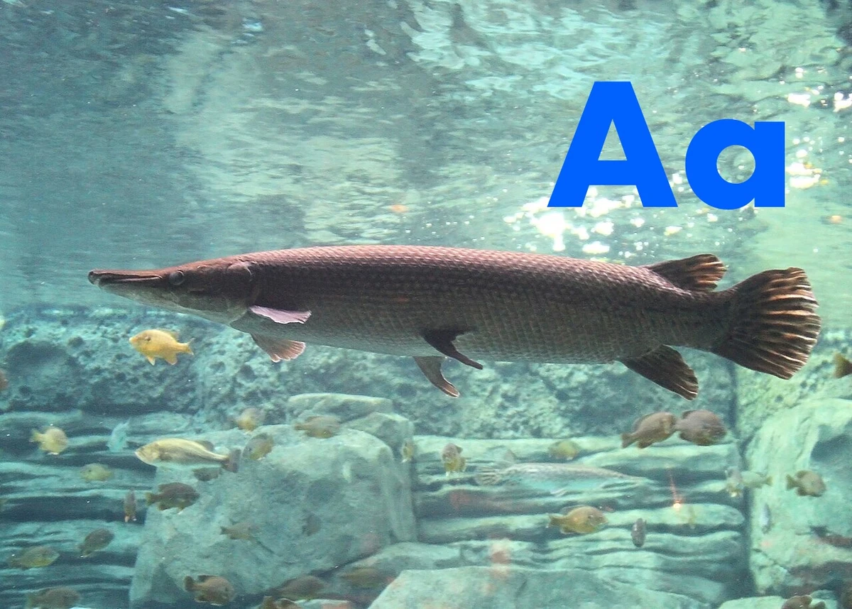 North American Alphabetimals | Alphabet Wiki | Fandom