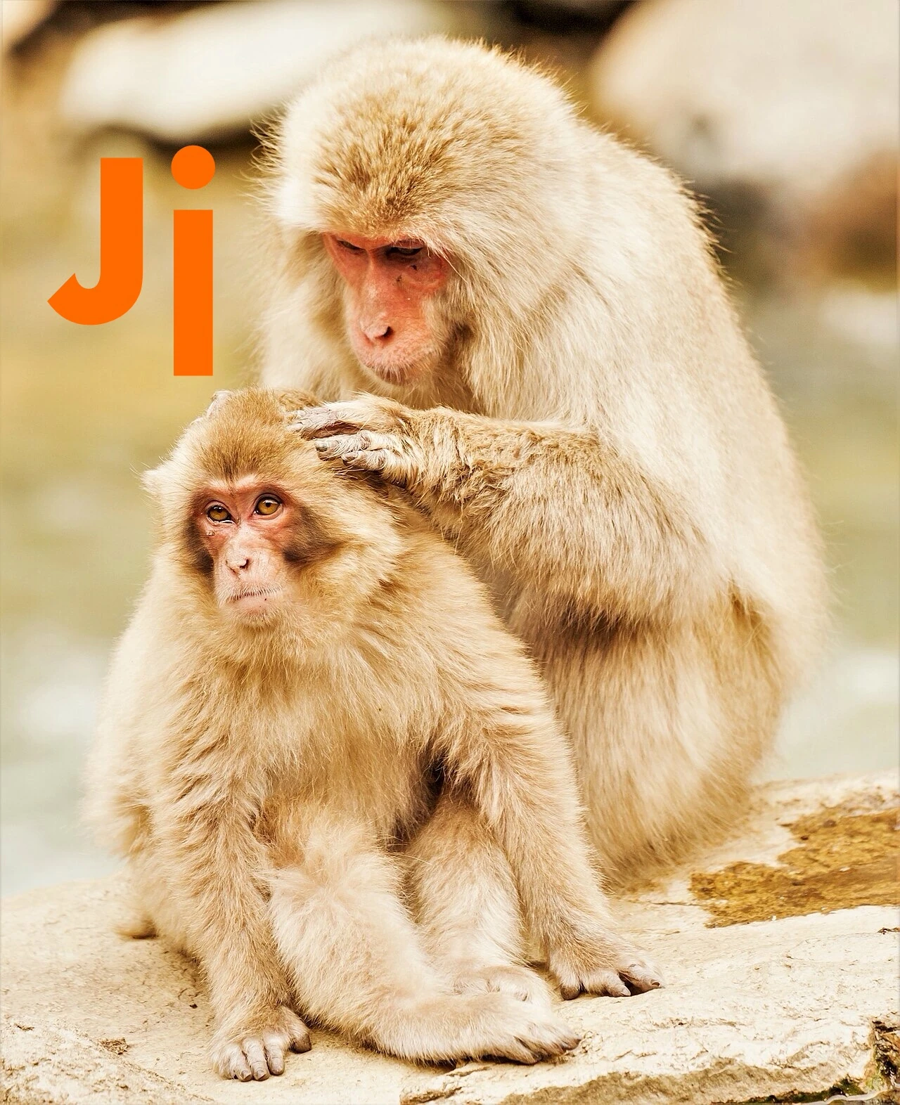 Animal Alphabet 79 (EmmettLovesAnimals Version) | Alphabet Wiki | Fandom