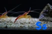 Animals That Start With Sh | Alphabet Wiki | Fandom