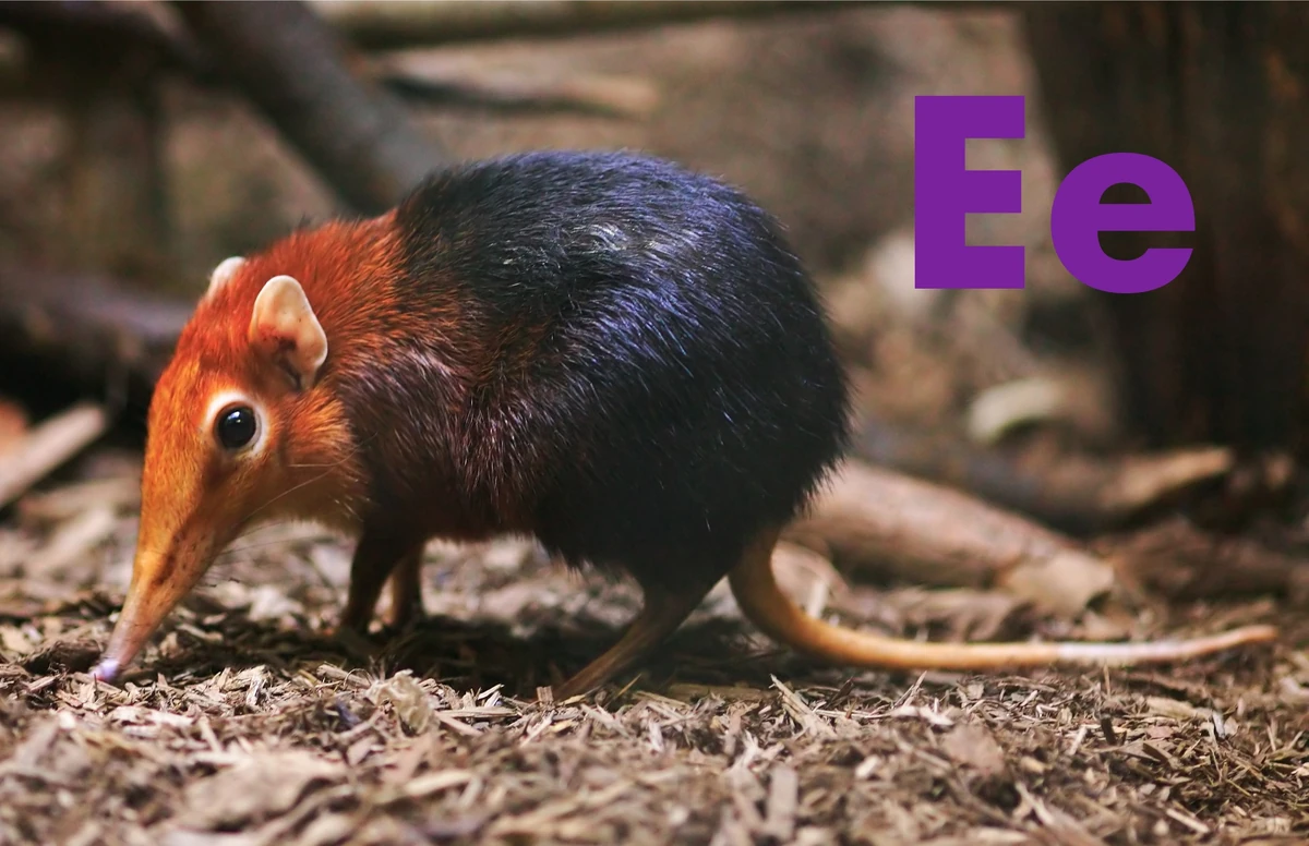 Animal Alphabet 80 (EmmettLovesAnimals Version) | Alphabet Wiki | Fandom