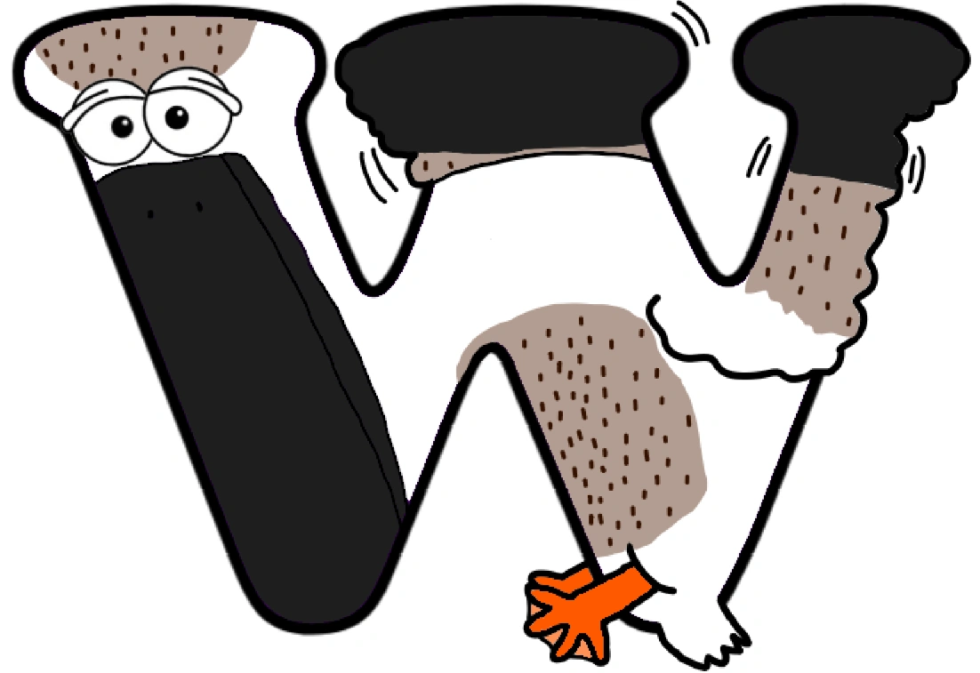 Welsh harlequin | Alphabetimals Wiki | Fandom